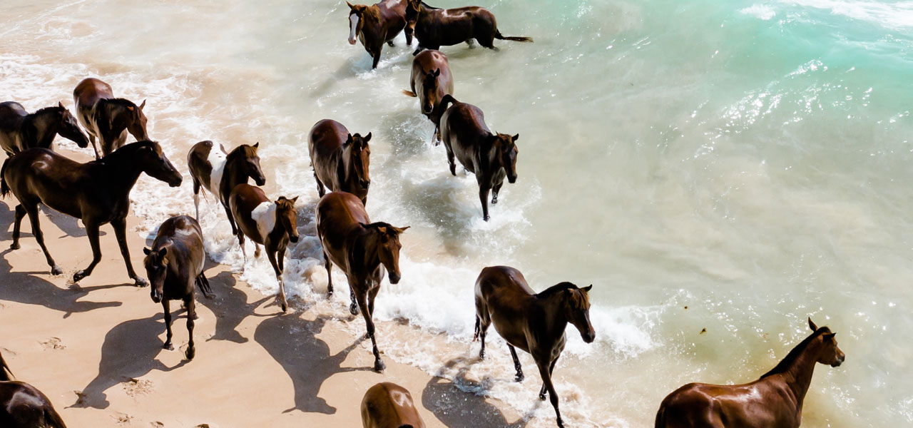 4-Night NIHI Sumba Retreat & Conquer - Compare Retreats